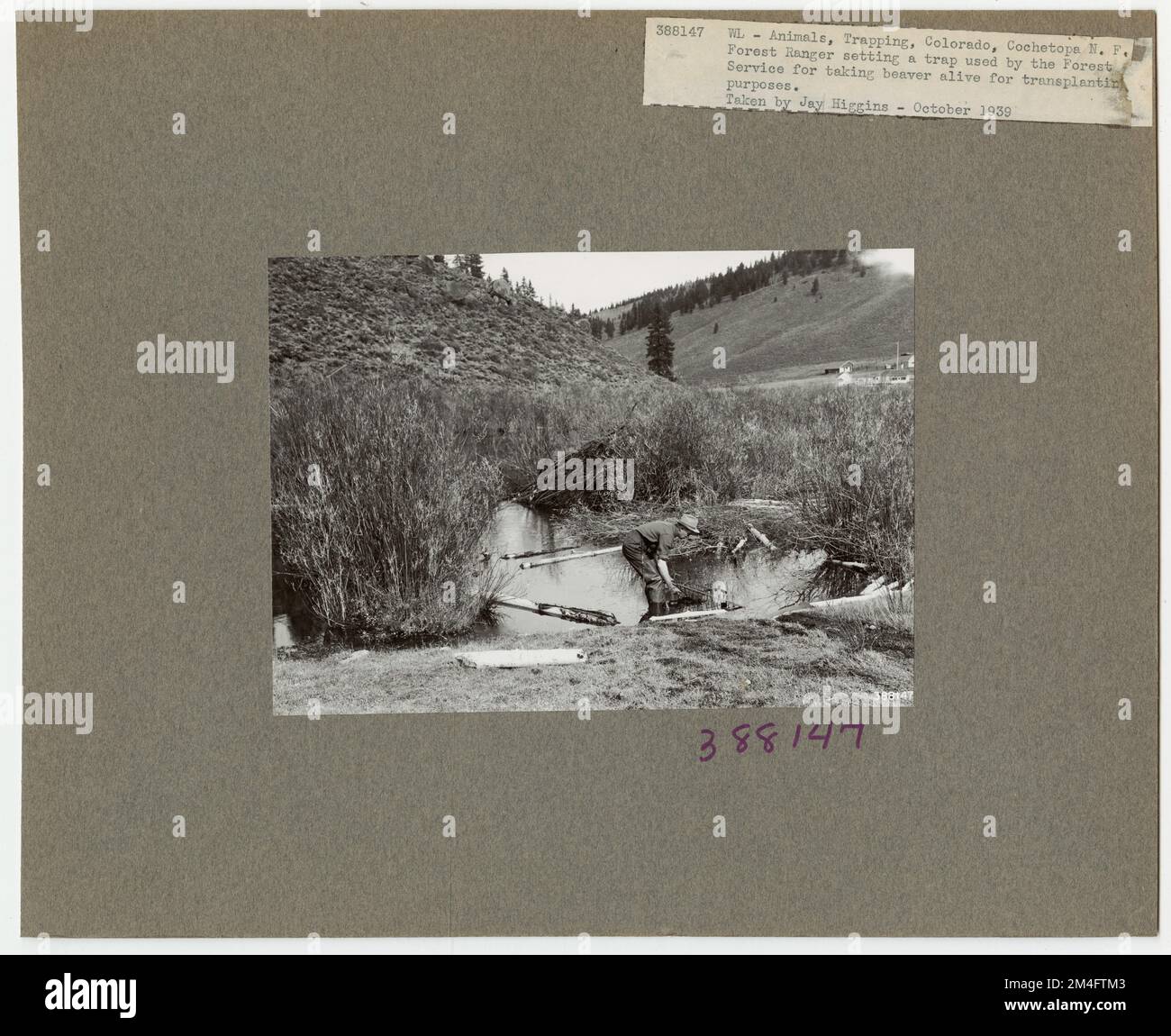 Wildlife Live Trapping - Beaver - All States. Photographs Relating to ...