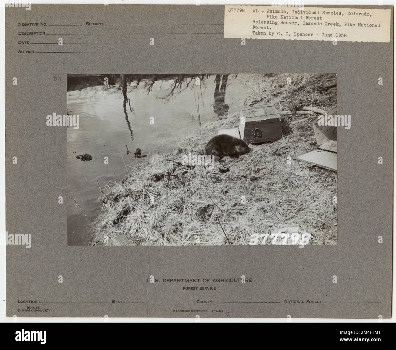 Wildlife Live Trapping - Beaver - All States. Photographs Relating to ...