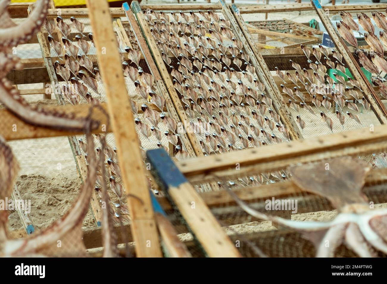 Dried fish in the open air. Traditional seafood drying in the fishing ...