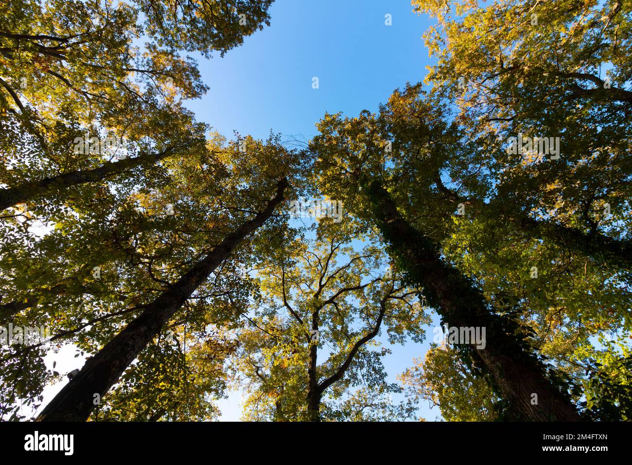 Forest wide angle view with clear blue sky at sunset. Earth Day concept ...