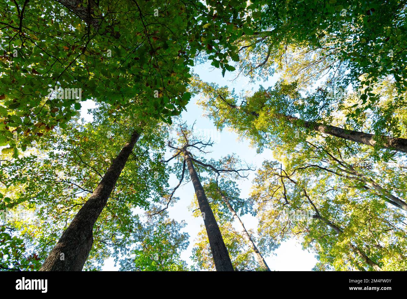 Trees from below in the forest with clear sky in wide angle view ...
