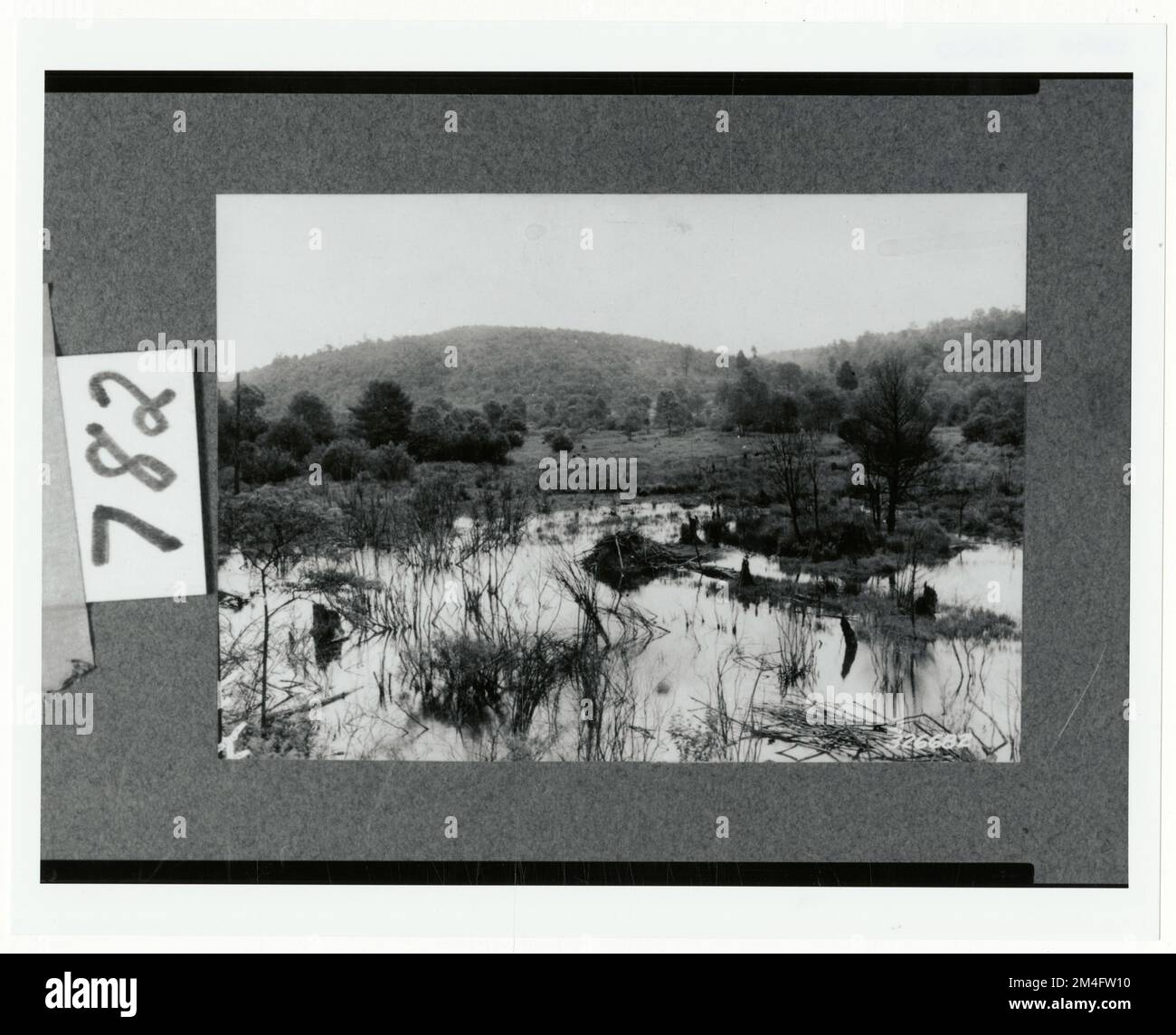 Conservation land animal habitat Cut Out Stock Images & Pictures - Alamy