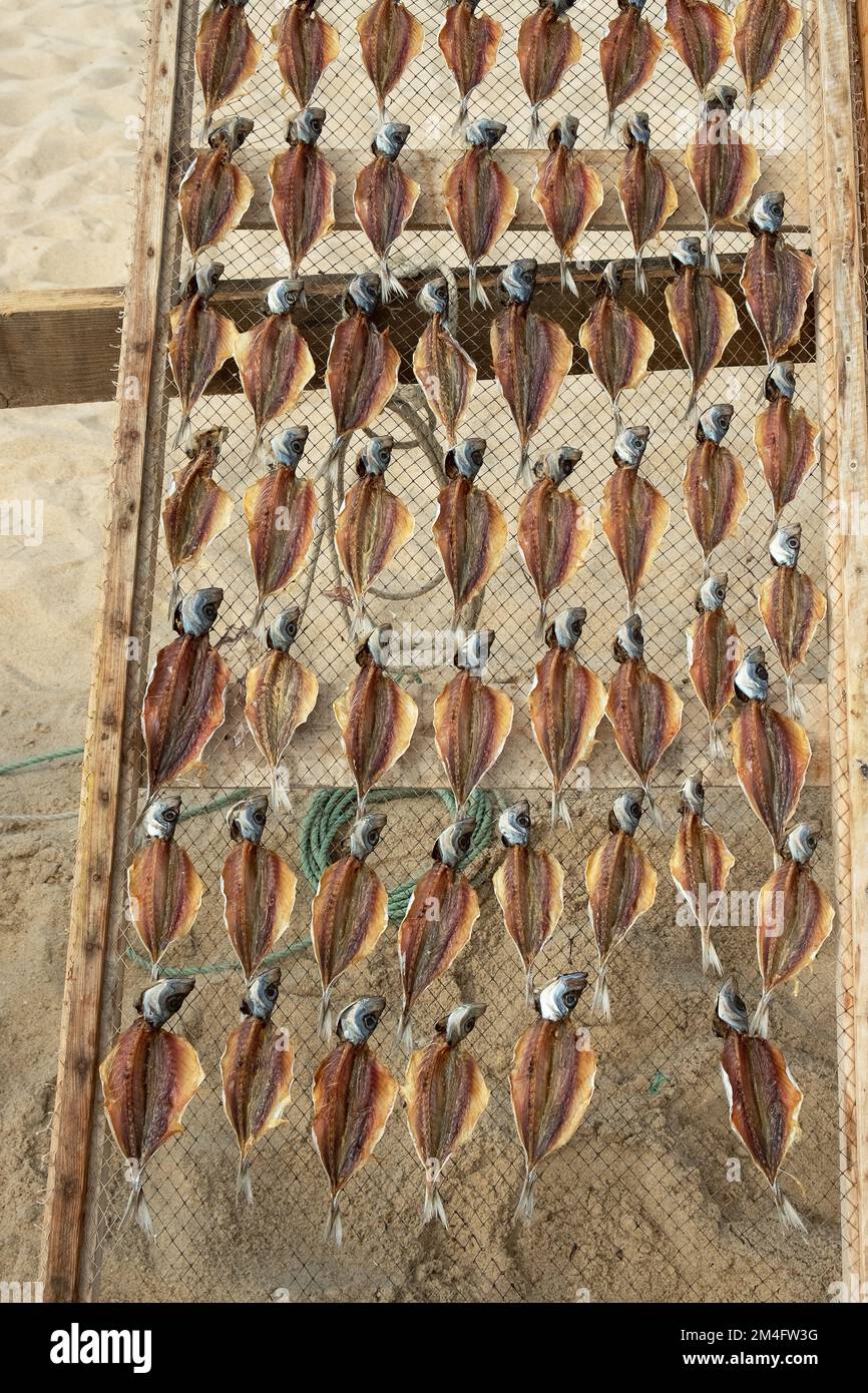 Dried fish in the open air. Traditional seafood drying in the fishing ...