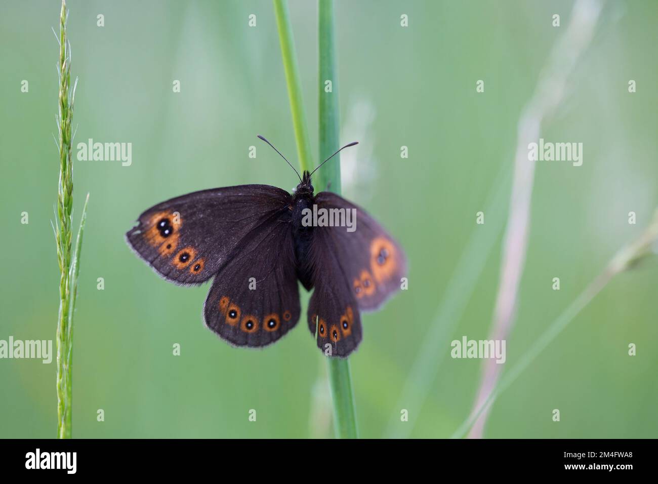 Erebia medusa (Woodland Ringlet) butterfly of the family Nymphalidae ...