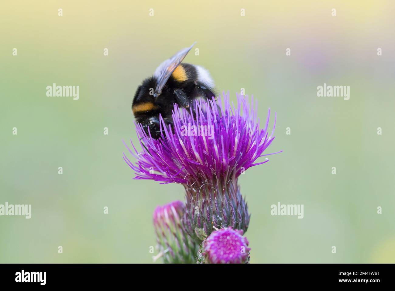 Buff-tailed Bumblebee (Bombus terrestris) is a pollinator of natural ...