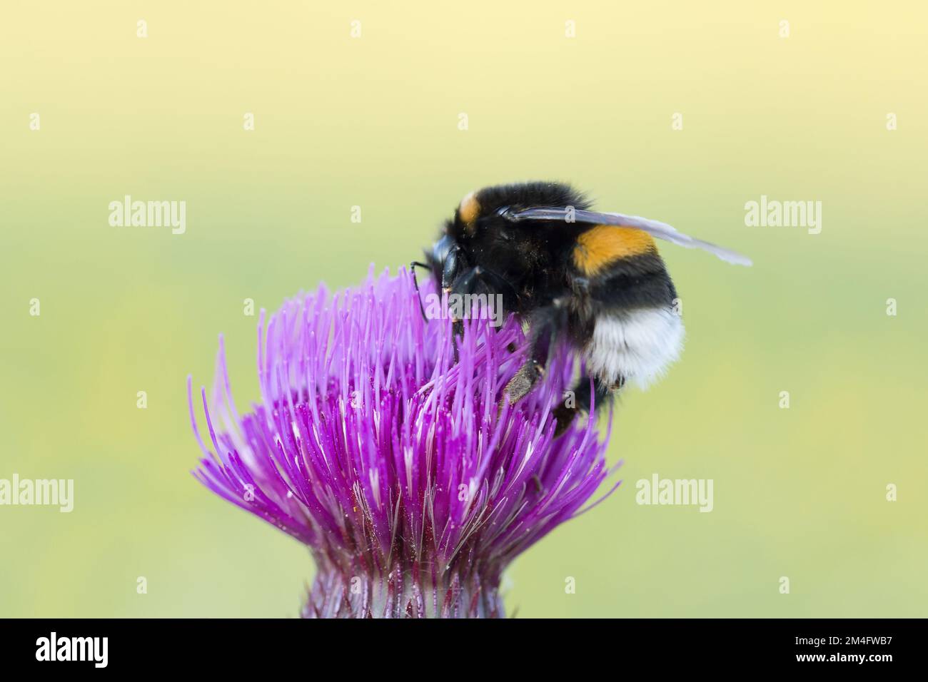 Buff-tailed Bumblebee (Bombus terrestris) is a pollinator of natural ...