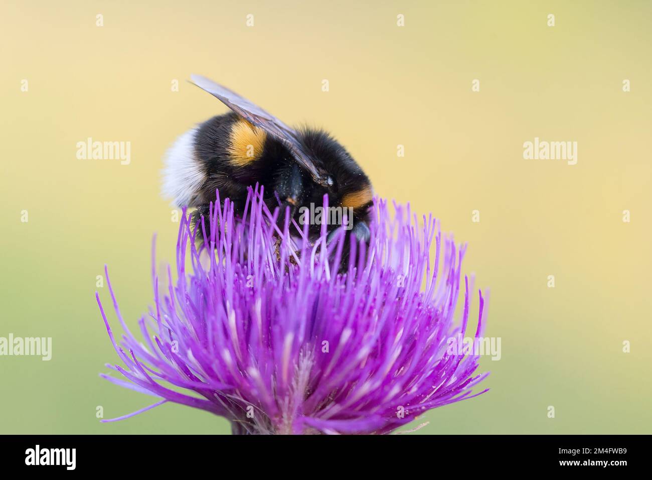 Buff-tailed Bumblebee (Bombus terrestris) is a pollinator of natural ...