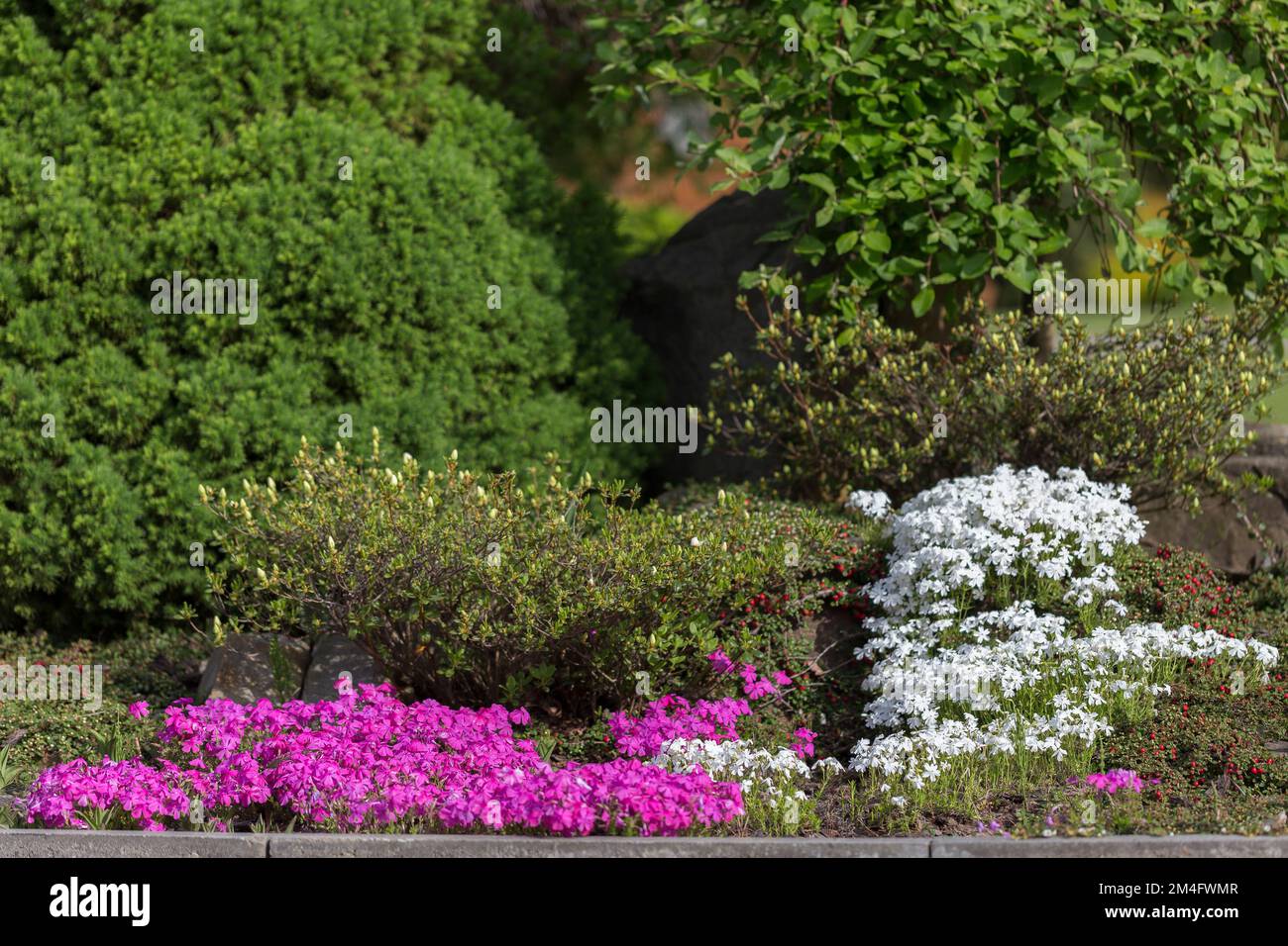 Creeping phlox or moss phlox (phlox subulata) ground cover blooming ...