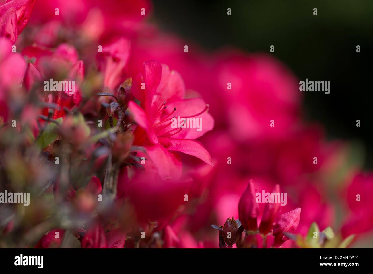 Red rhododendron flowers in the garden, macro. Blooming rhododendron ...