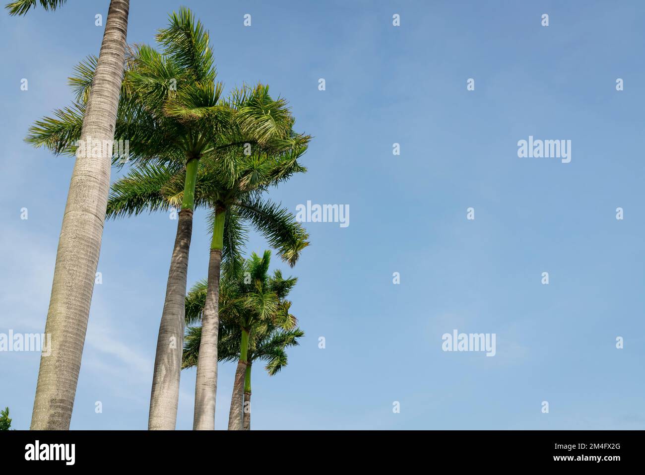 Row of foxtail palm trees view from below at Miami, Florida. Ornamental ...
