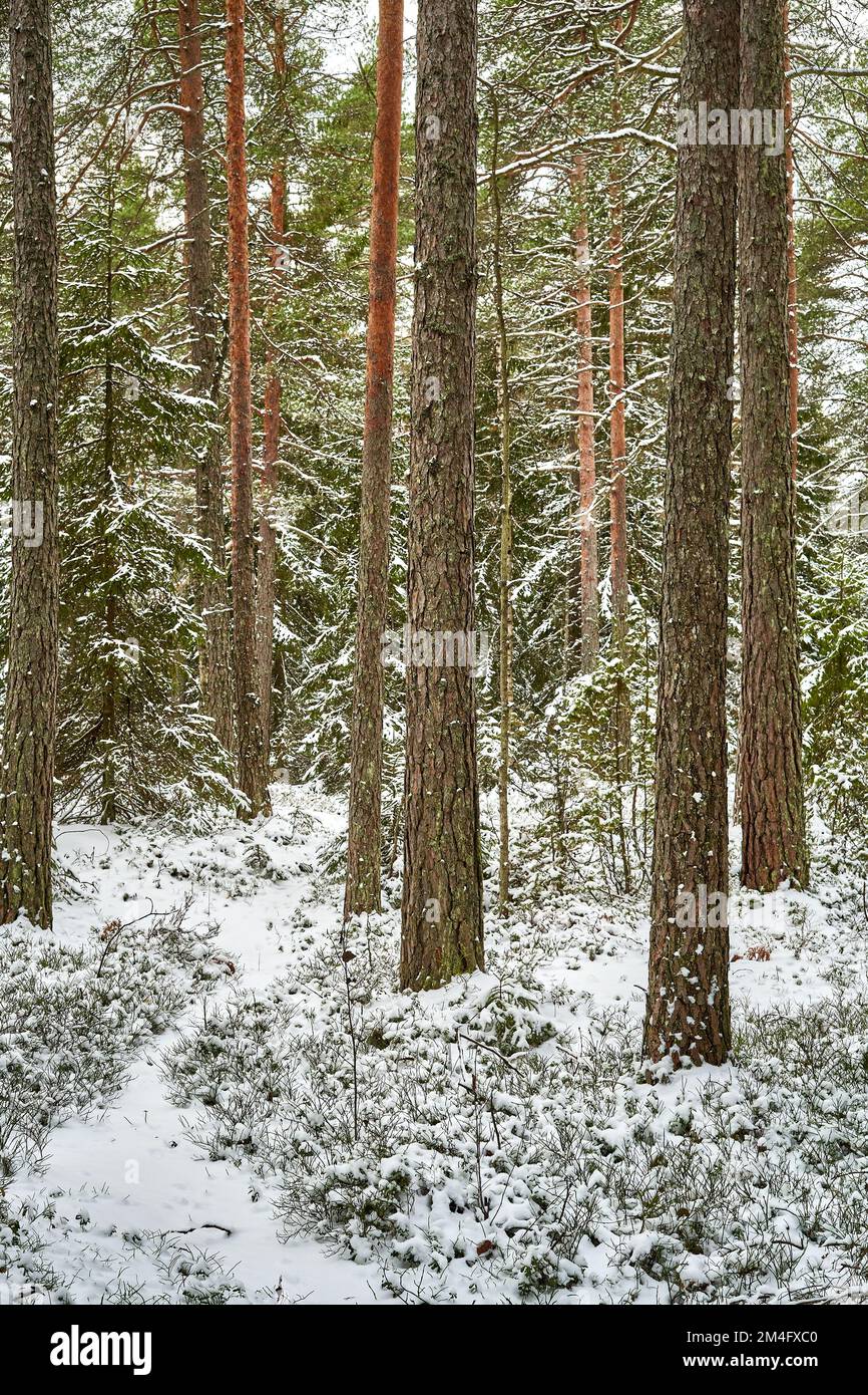 Newly fallen snow in forest. Nice light and atmosphere. Beautiful path ...