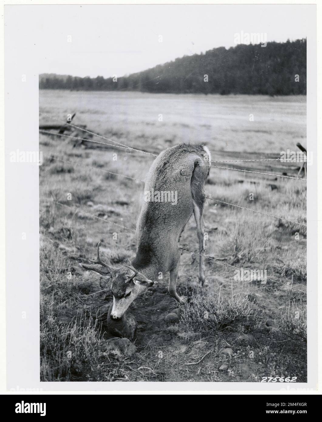 Overgrazing forest Cut Out Stock Images & Pictures - Alamy