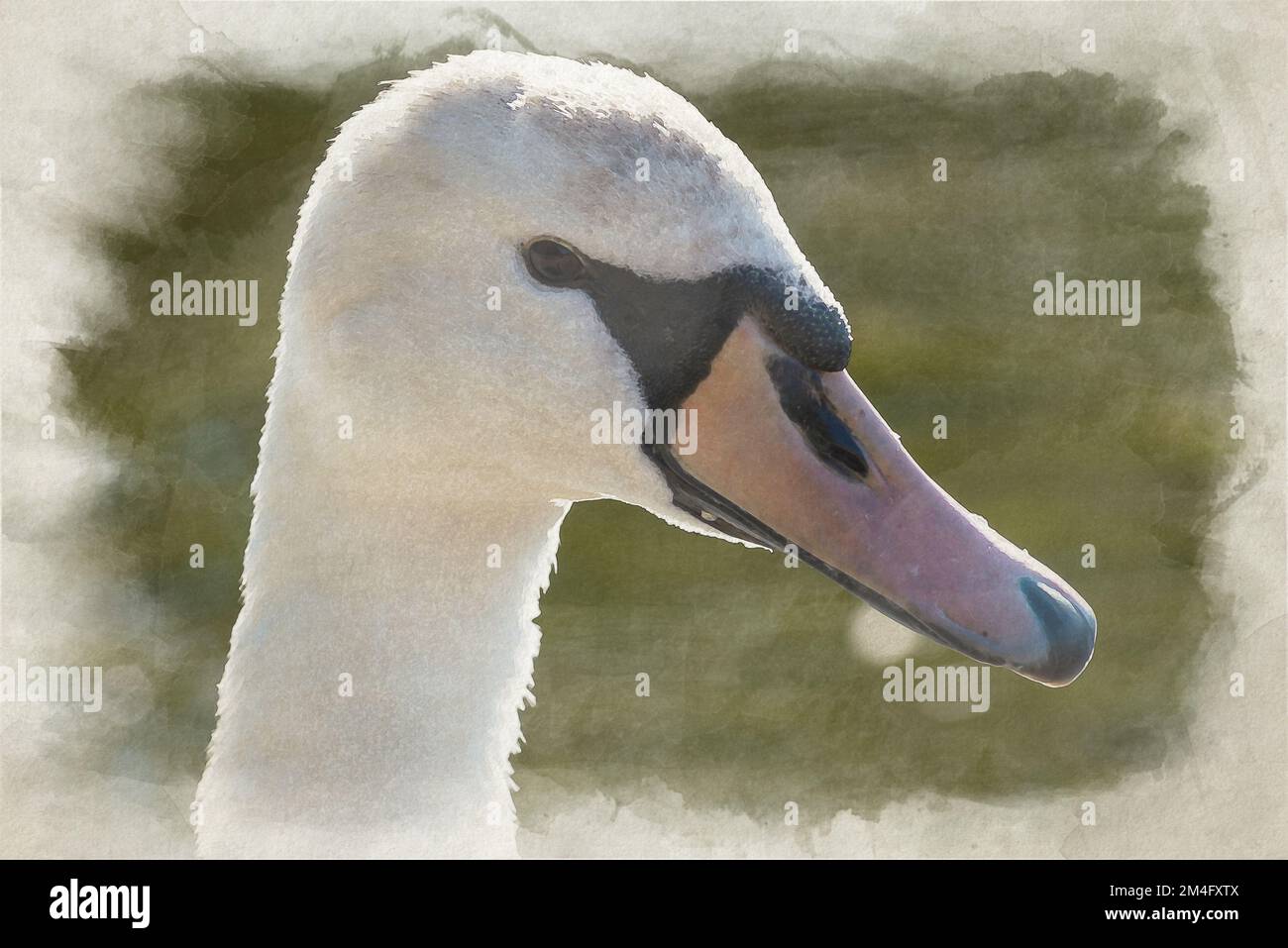 Digital watercolor of a mute swan profile Stock Photo - Alamy