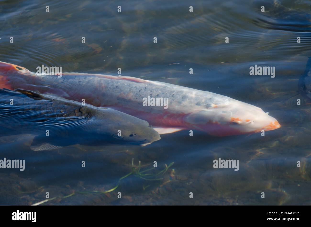 Cyprinus carpio eurasian carp hi-res stock photography and images - Alamy