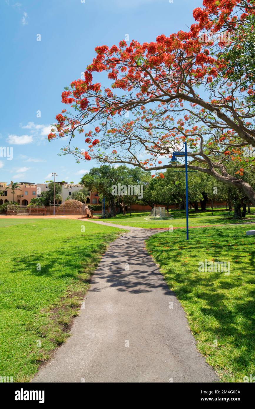 Concrete pathway with grasses and flame tree an the side on a park in ...