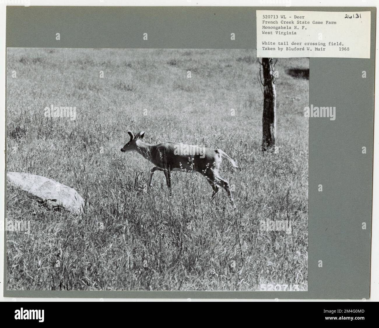 Ungulates: Deer - West Virginia. Photographs Relating to National ...