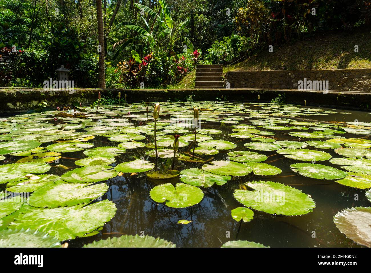 Ubud bali explore hi-res stock photography and images - Alamy
