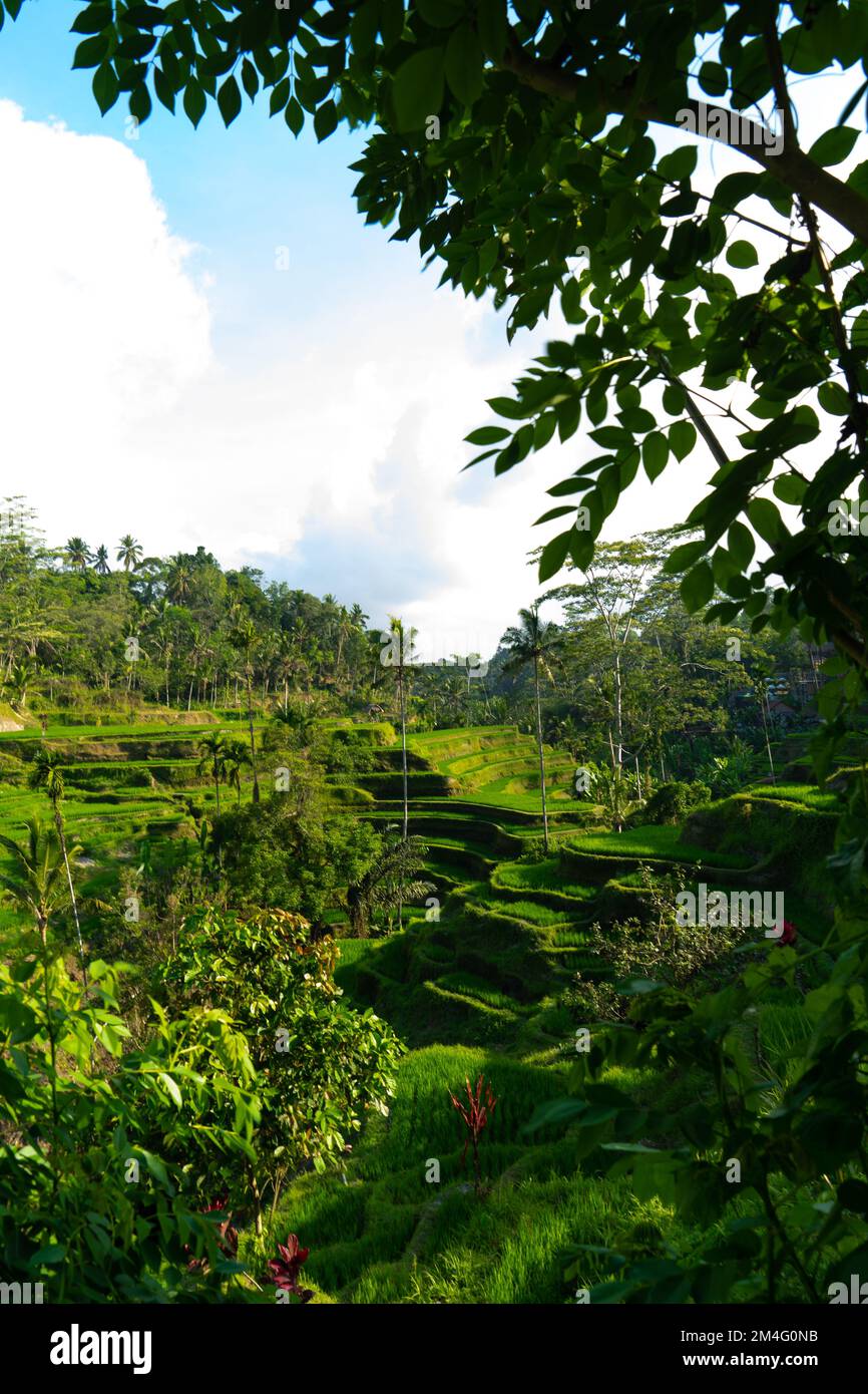 Ubud bali explore hi-res stock photography and images - Alamy