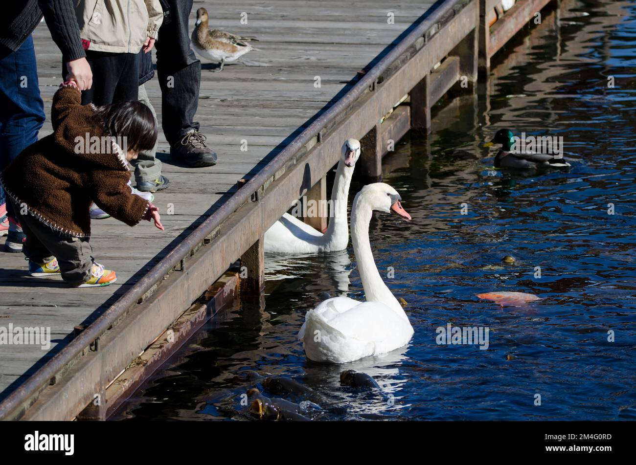 Lake Yamanako, November 24, 2017: Japanese girl feeding mute swans ...