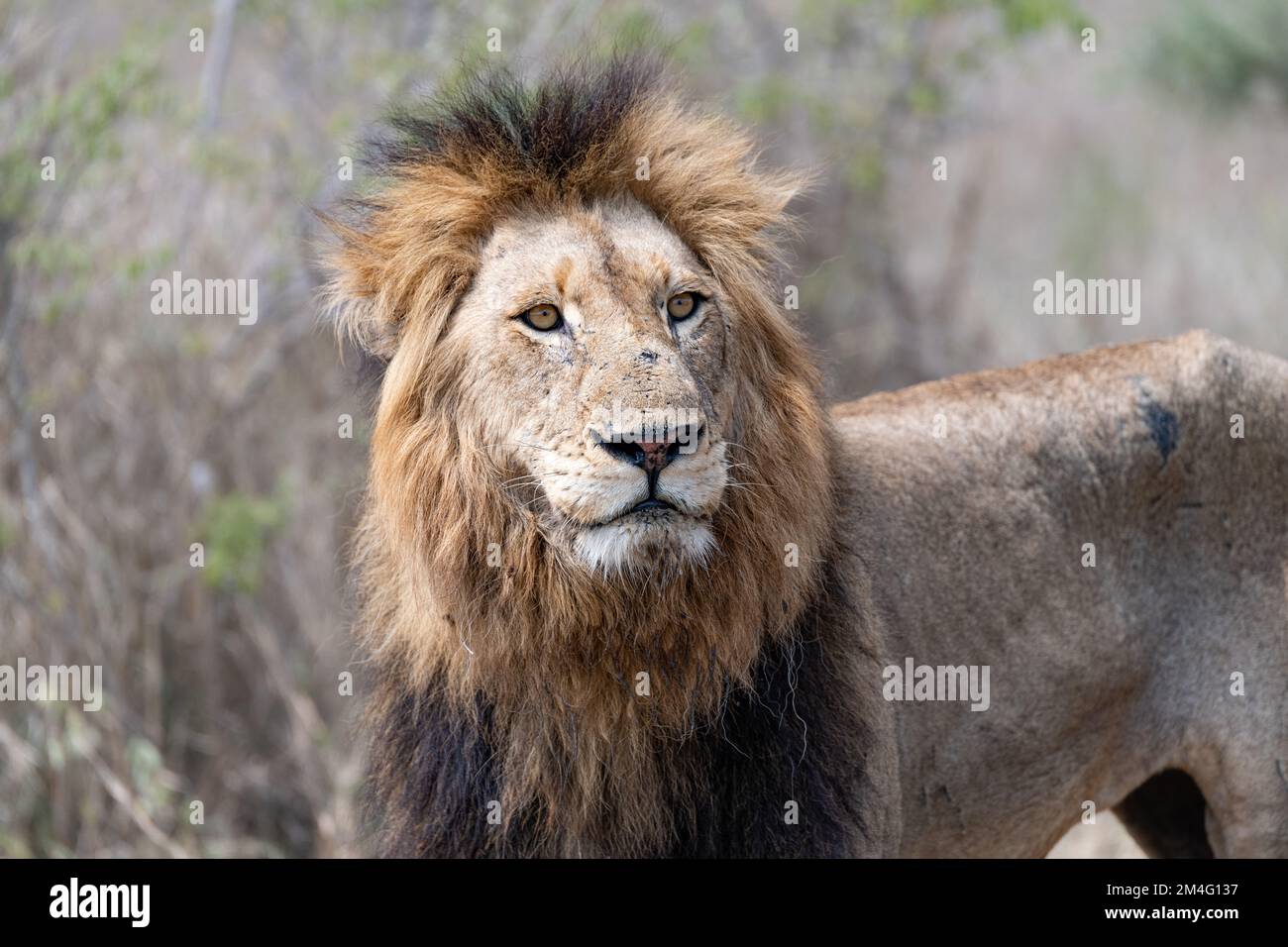 magnificent male lion in the Kruger National Park, South Afrtica Stock ...