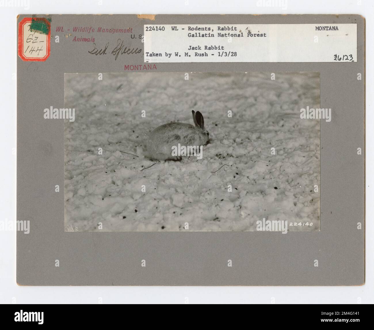 Rodents: Rabbits - All States. Photographs Relating to National Forests ...