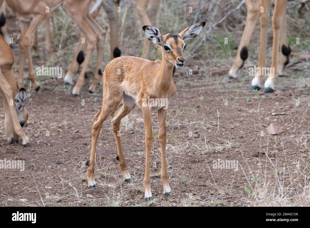 New born Impala calf standing in isolation looking at the camera in the ...