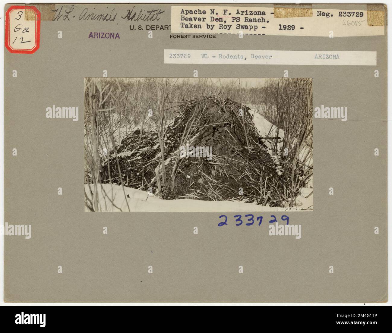 Wildlife Homes: Beaver Lodges - All States. Photographs Relating to ...