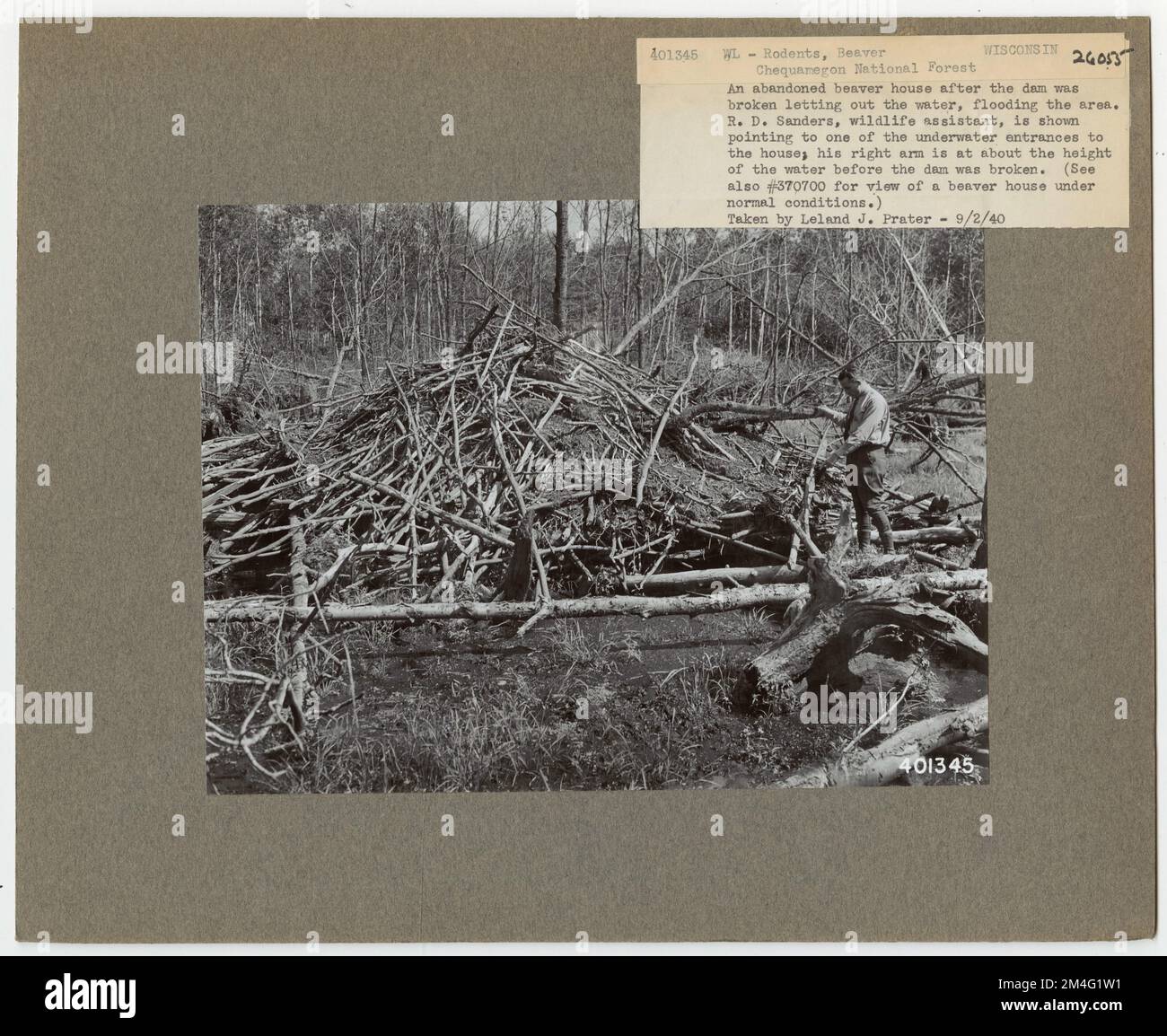 Wildlife Homes: Beaver Lodges - All States. Photographs Relating to ...