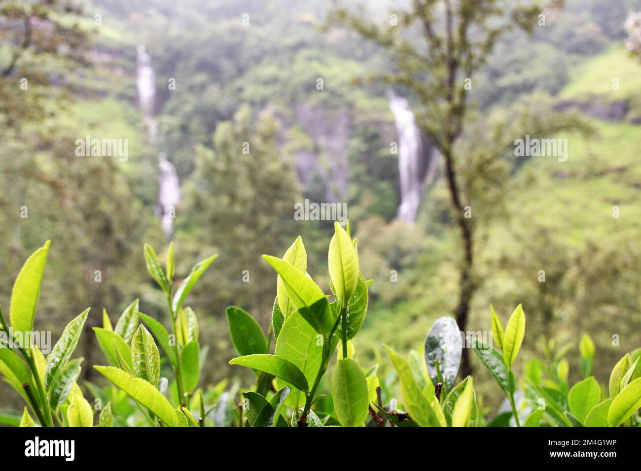 A close-up shot of tea leaves with the background of waterfalls Stock ...