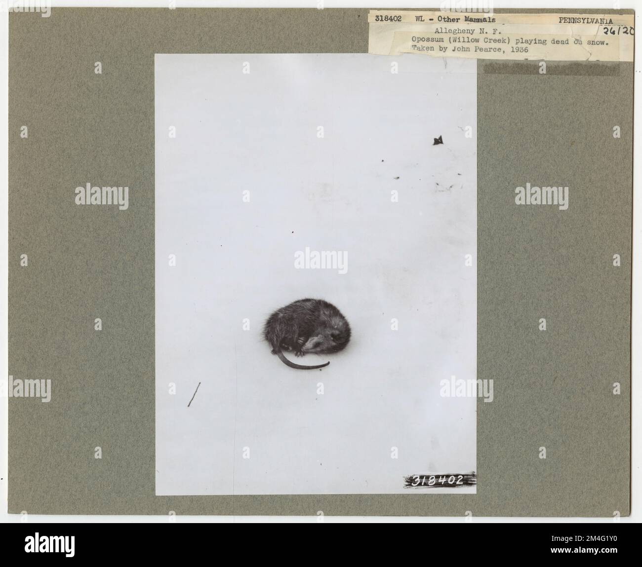 Animal: Carnivores - All States. Photographs Relating to National ...