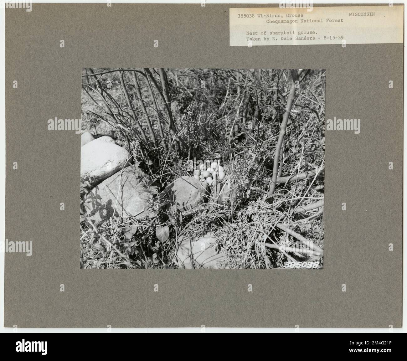 Wildlife Homes: Nests and Dens - All States. Photographs Relating to ...