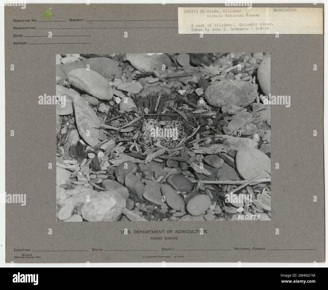 Wildlife Homes: Nests and Dens - All States. Photographs Relating to ...