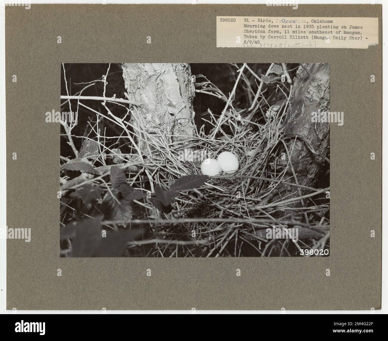 Wildlife Homes: Nests and Dens - All States. Photographs Relating to ...