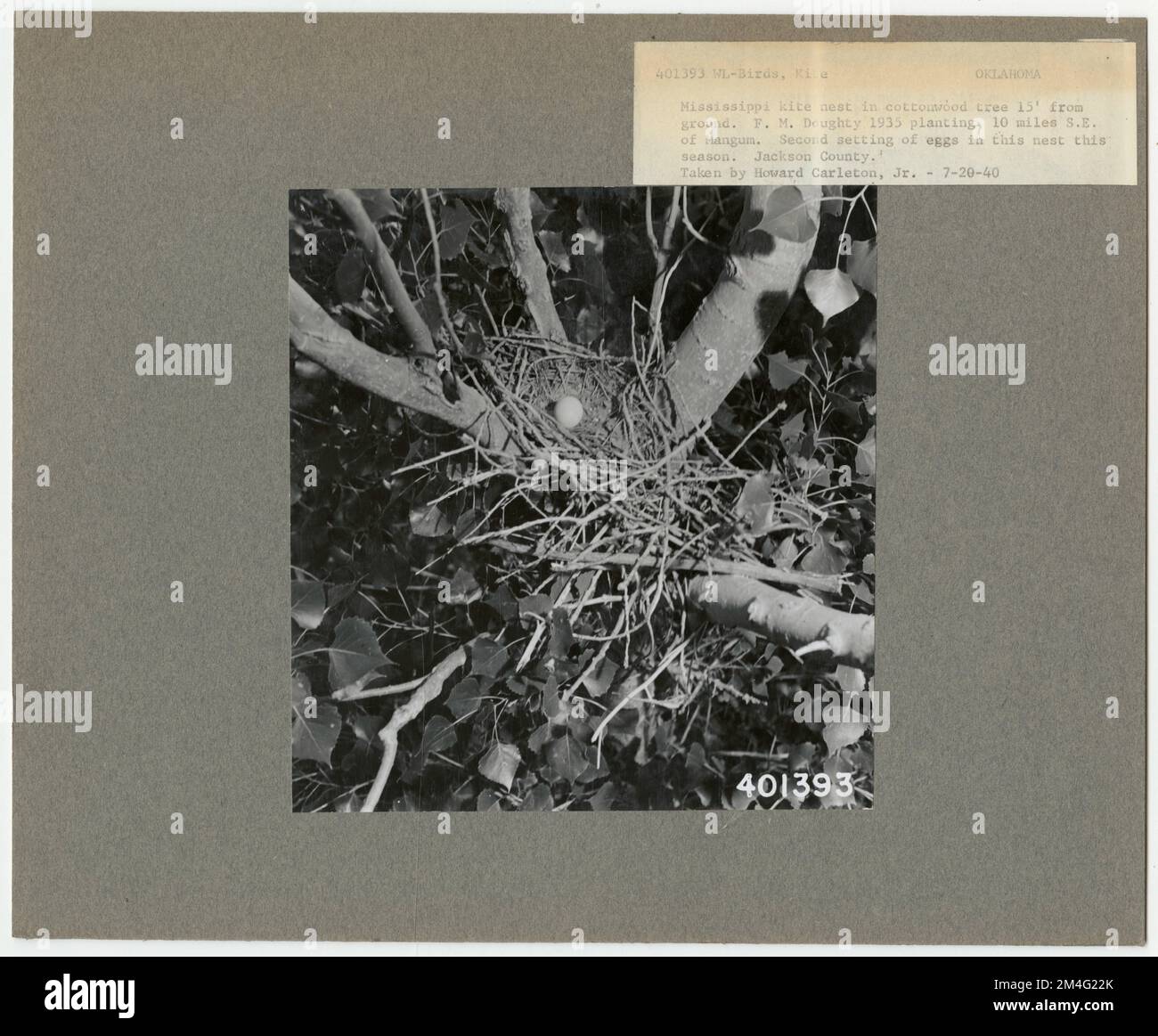 Wildlife Homes: Nests and Dens - All States. Photographs Relating to ...