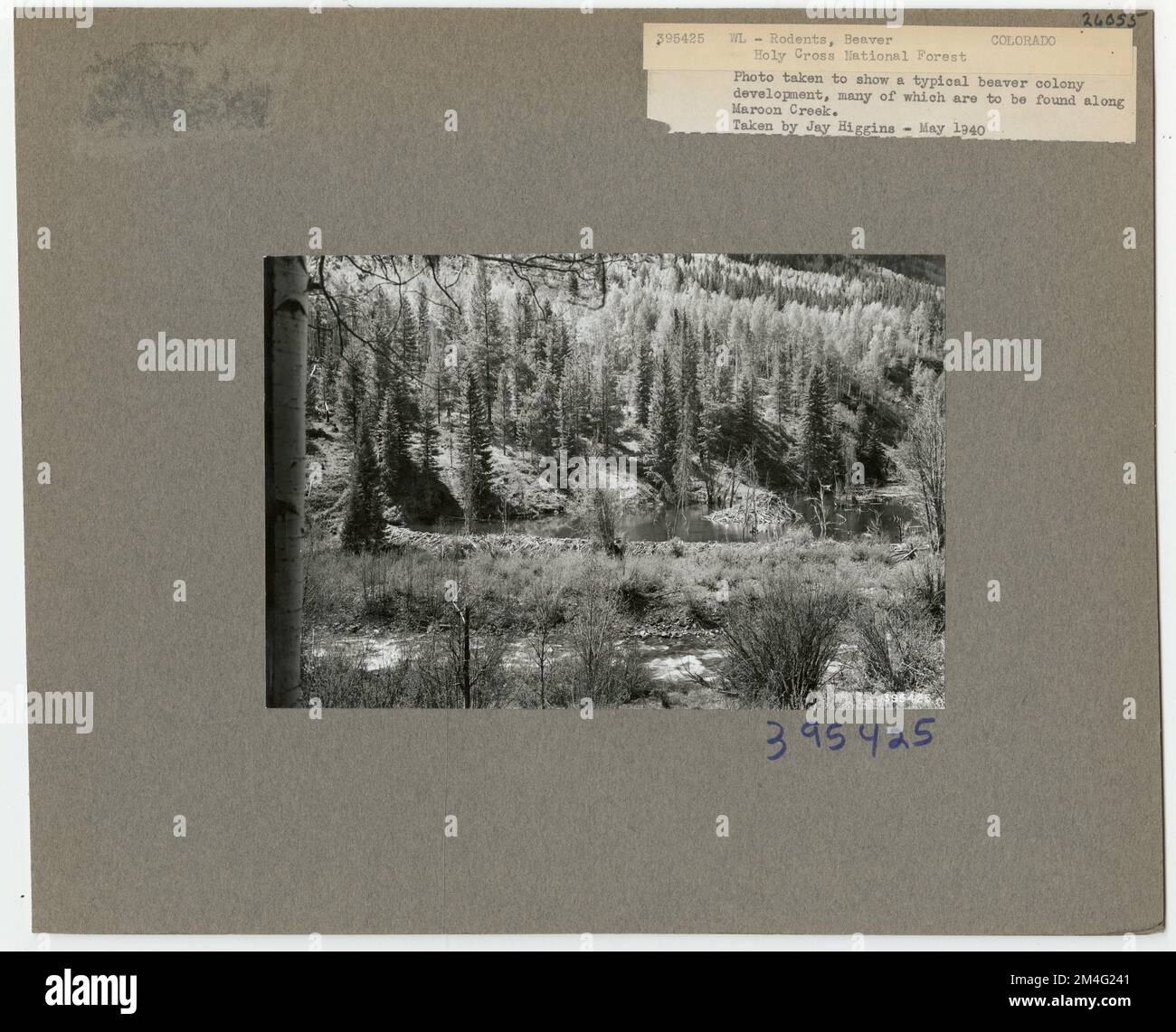 Wildlife Homes: Beaver Lodges - All States. Photographs Relating to ...