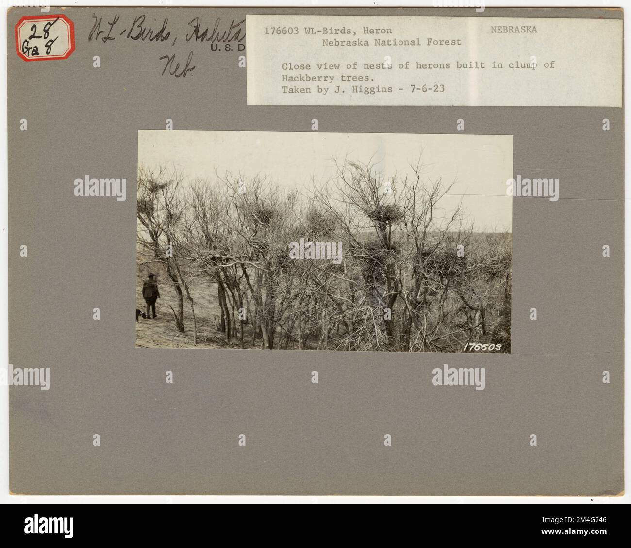 Wildlife Homes: Nests and Dens - All States. Photographs Relating to ...