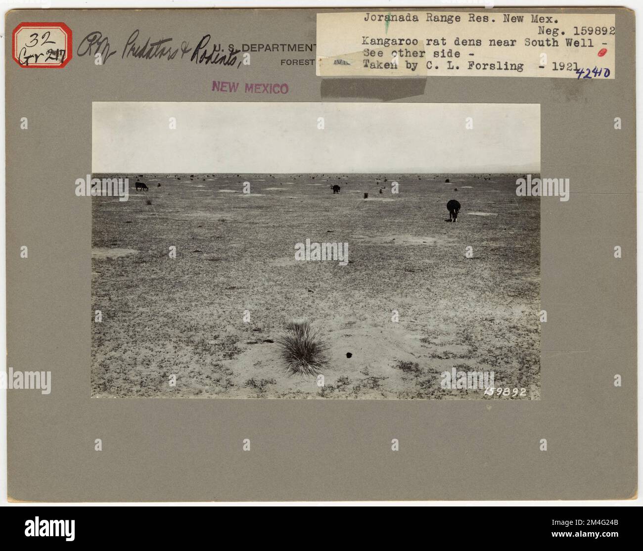 Wildlife Homes: Nests and Dens - All States. Photographs Relating to ...