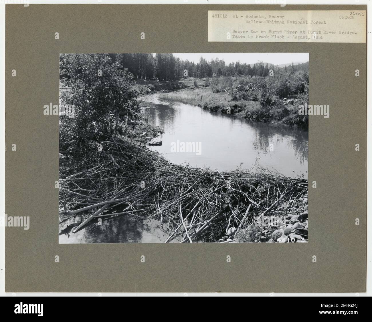 Wildlife Homes: Beaver Lodges - All States. Photographs Relating to ...
