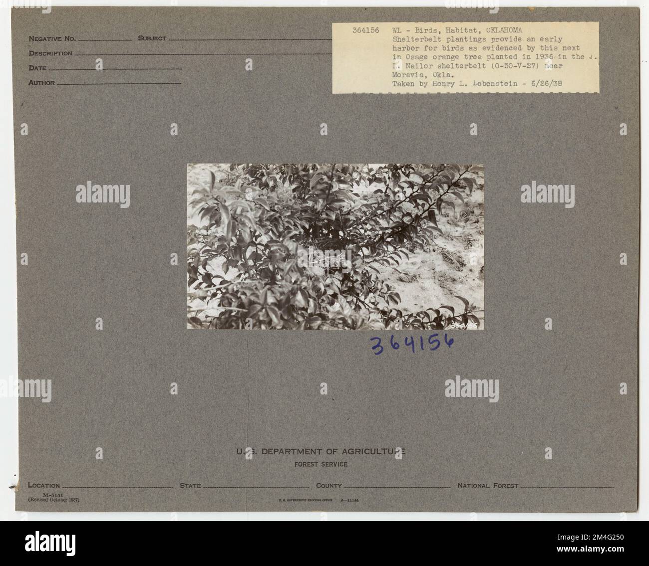 Wildlife Homes: Nests and Dens - All States. Photographs Relating to ...