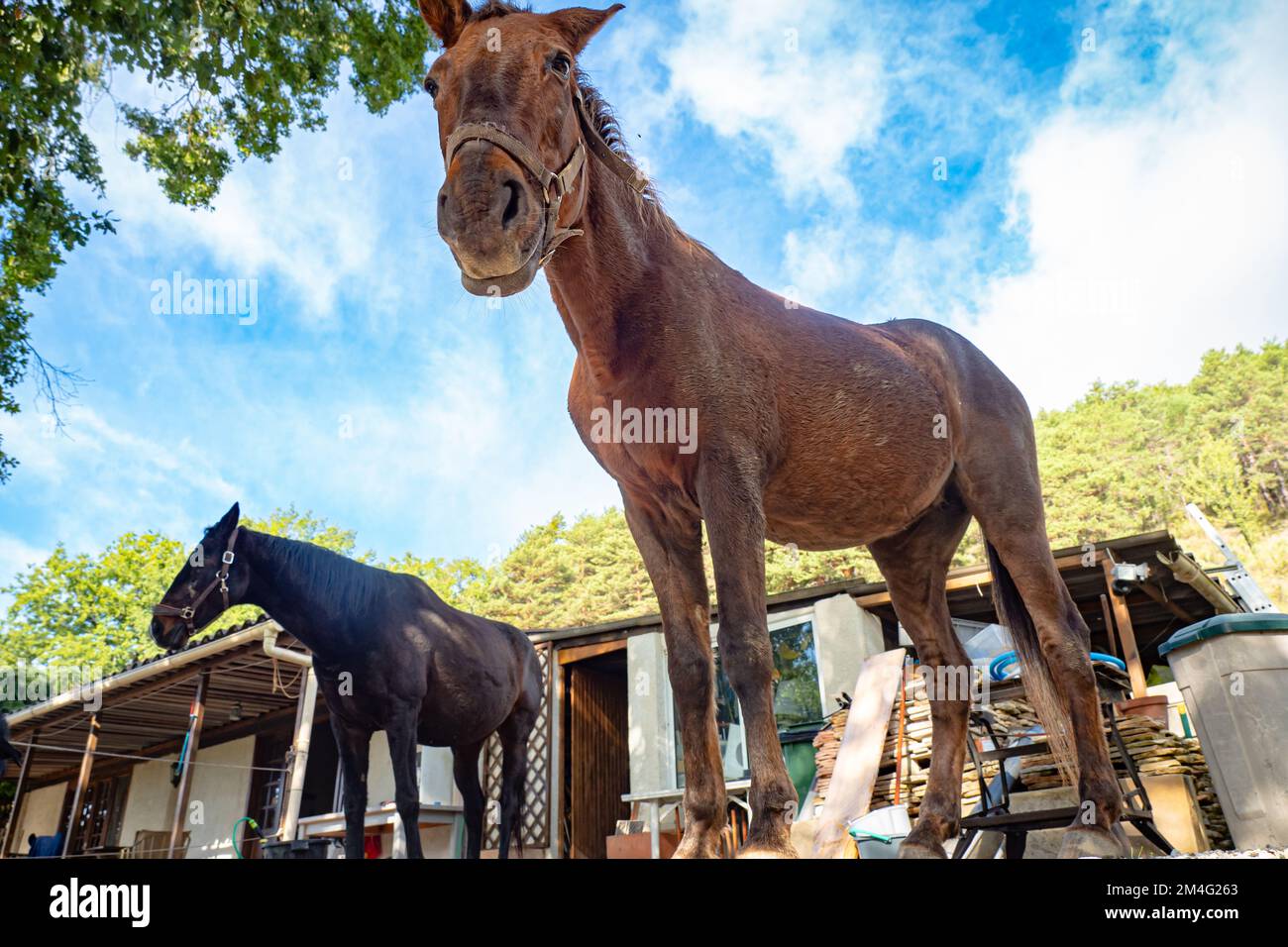 Farm animals on small farm to table farm in the French Alps - Dogs ...