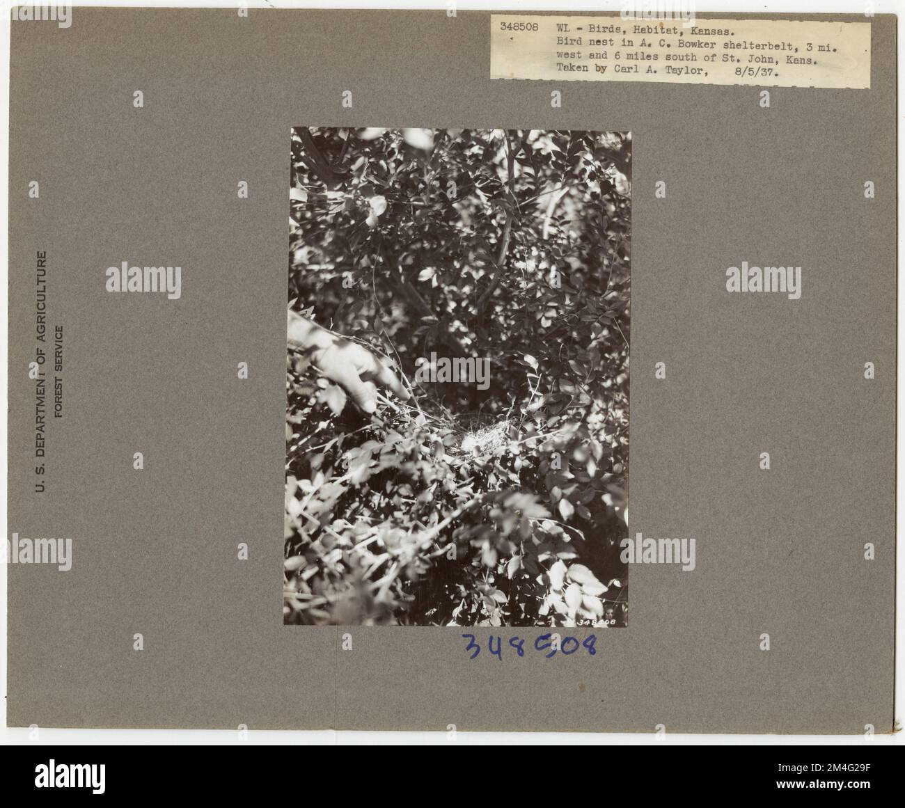 Wildlife Homes: Nests and Dens - All States. Photographs Relating to ...