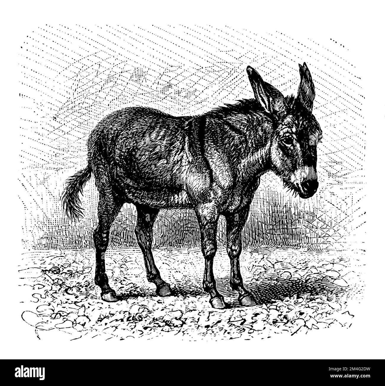 Equus asinus asinus Black and White Stock Photos & Images - Alamy