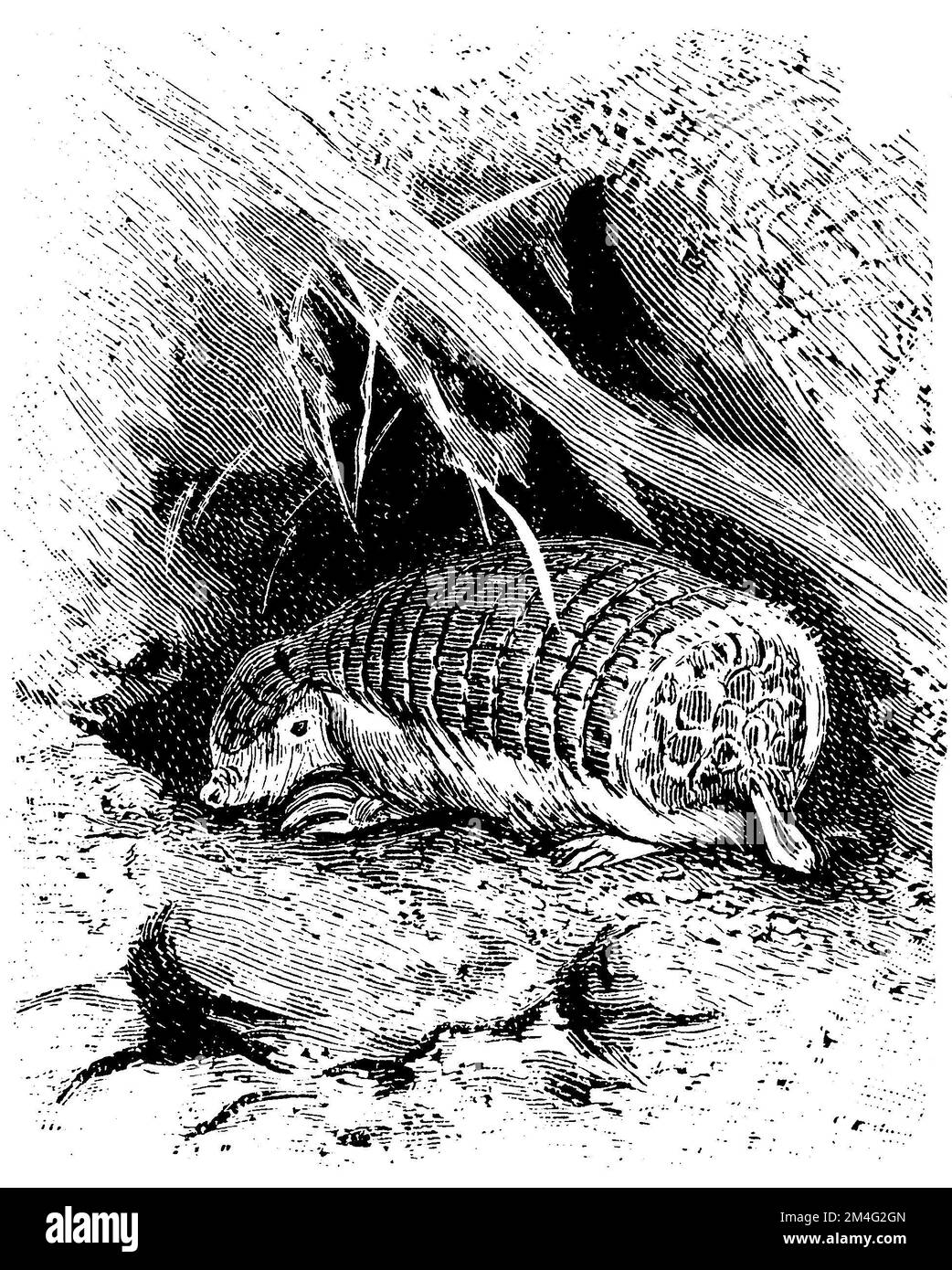 Lesser fairy armadillo;, Chlamyphorus truncatus, (encyclopedia, 1893 ...