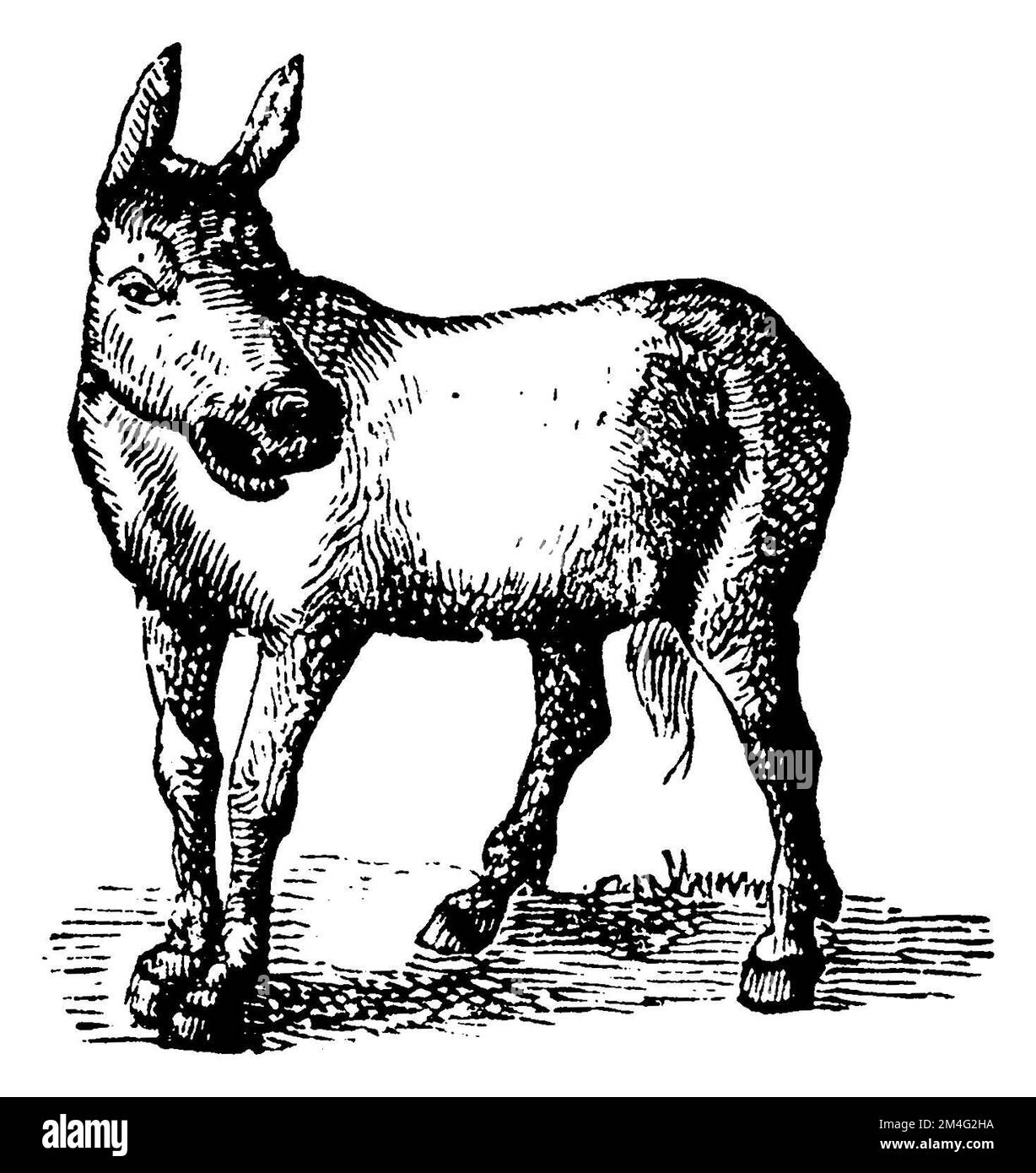 donkey, Equus africanus asinus, (primer, 1870), Hausesel, âne commun ...