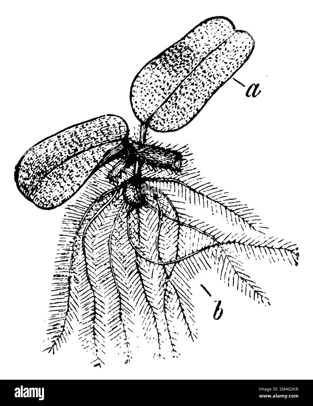 Salvinia nageante Black and White Stock Photos & Images - Alamy