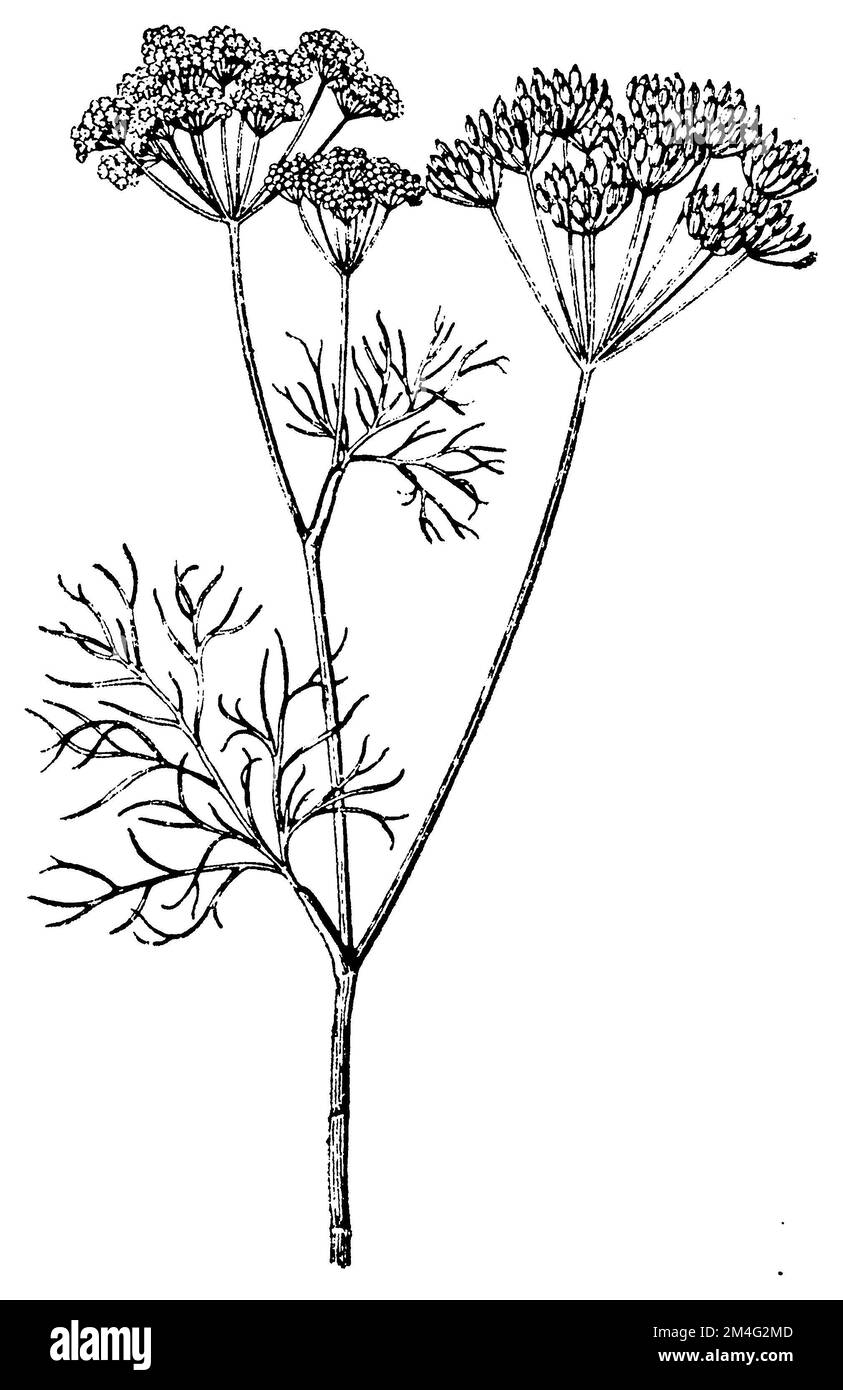 Anethum graveolens illustration Black and White Stock Photos & Images ...
