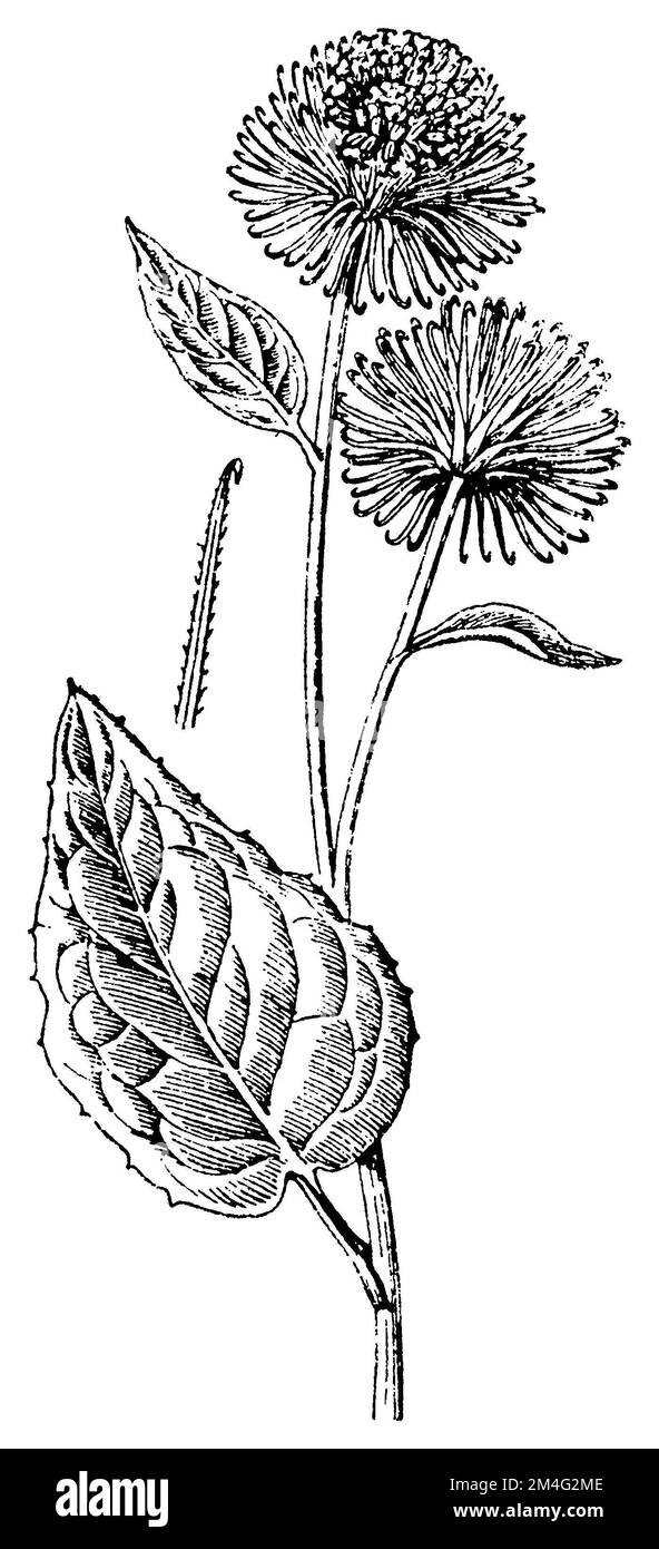 Arctium lappa illustration Black and White Stock Photos & Images - Alamy