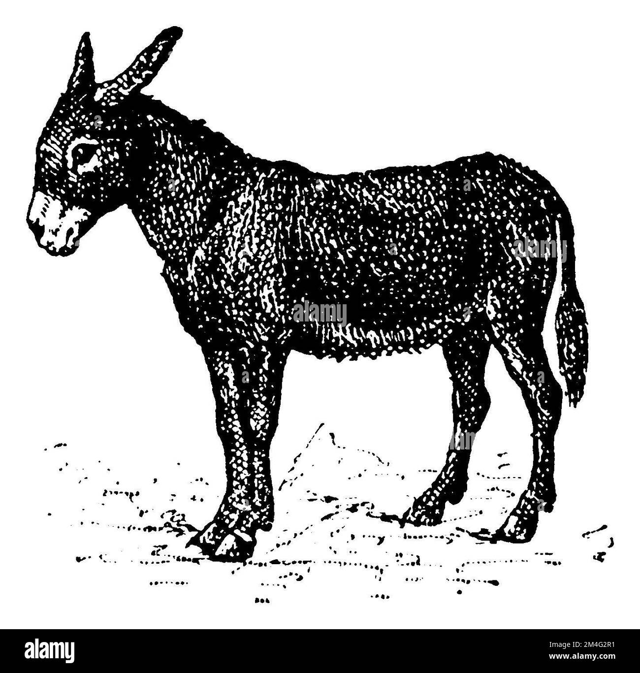 donkey, Equus africanus asinus, (encyclopedia, 1910), Hausesel, âne ...