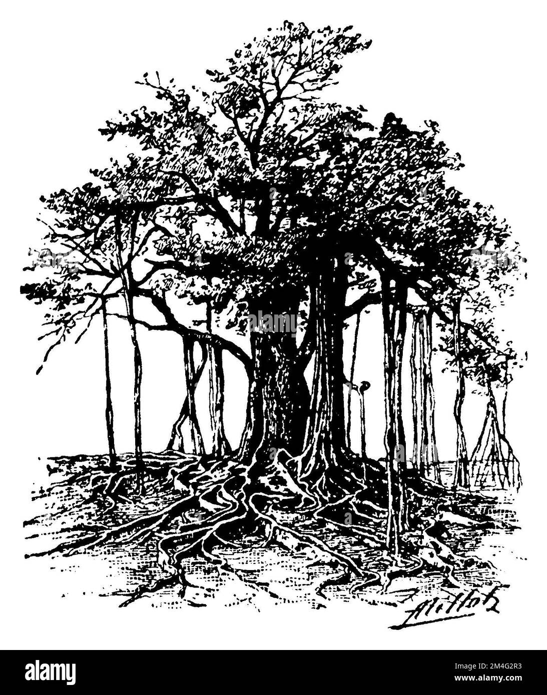 Banyan, Ficus benghalensis, Millot (encyclopedia, 1910), Banyan-Feige ...