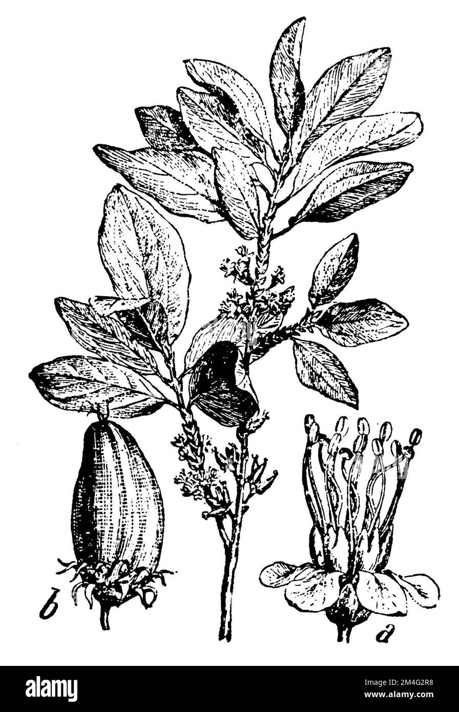 Coca, Erythroxylum coca, (encyclopedia, 1910), Cocastrauch, Coca Stock ...